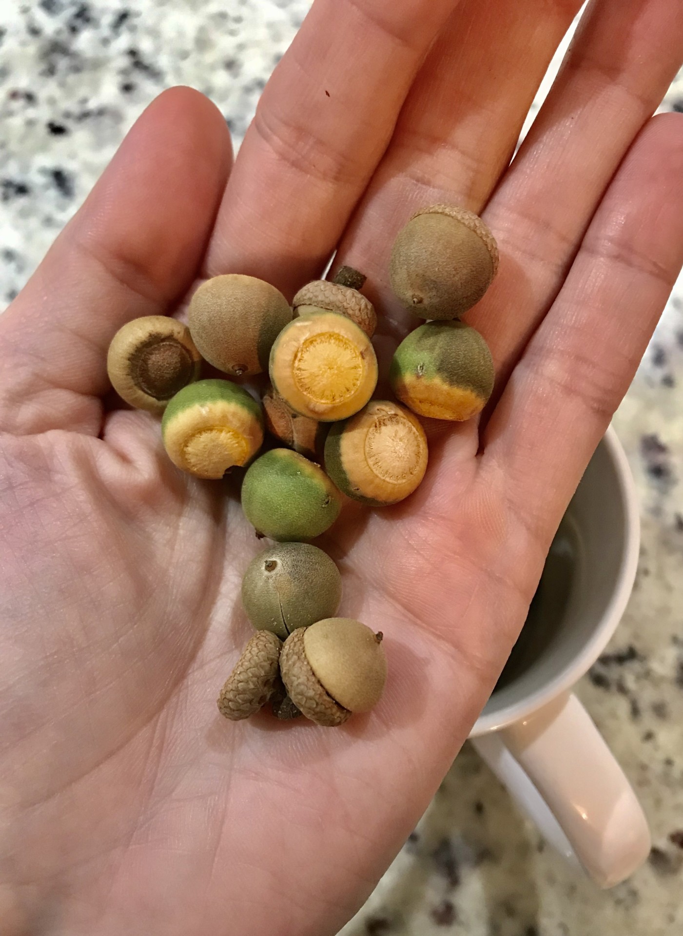 Acorn Alphabet Learning Activity for Fall with Nature Walk