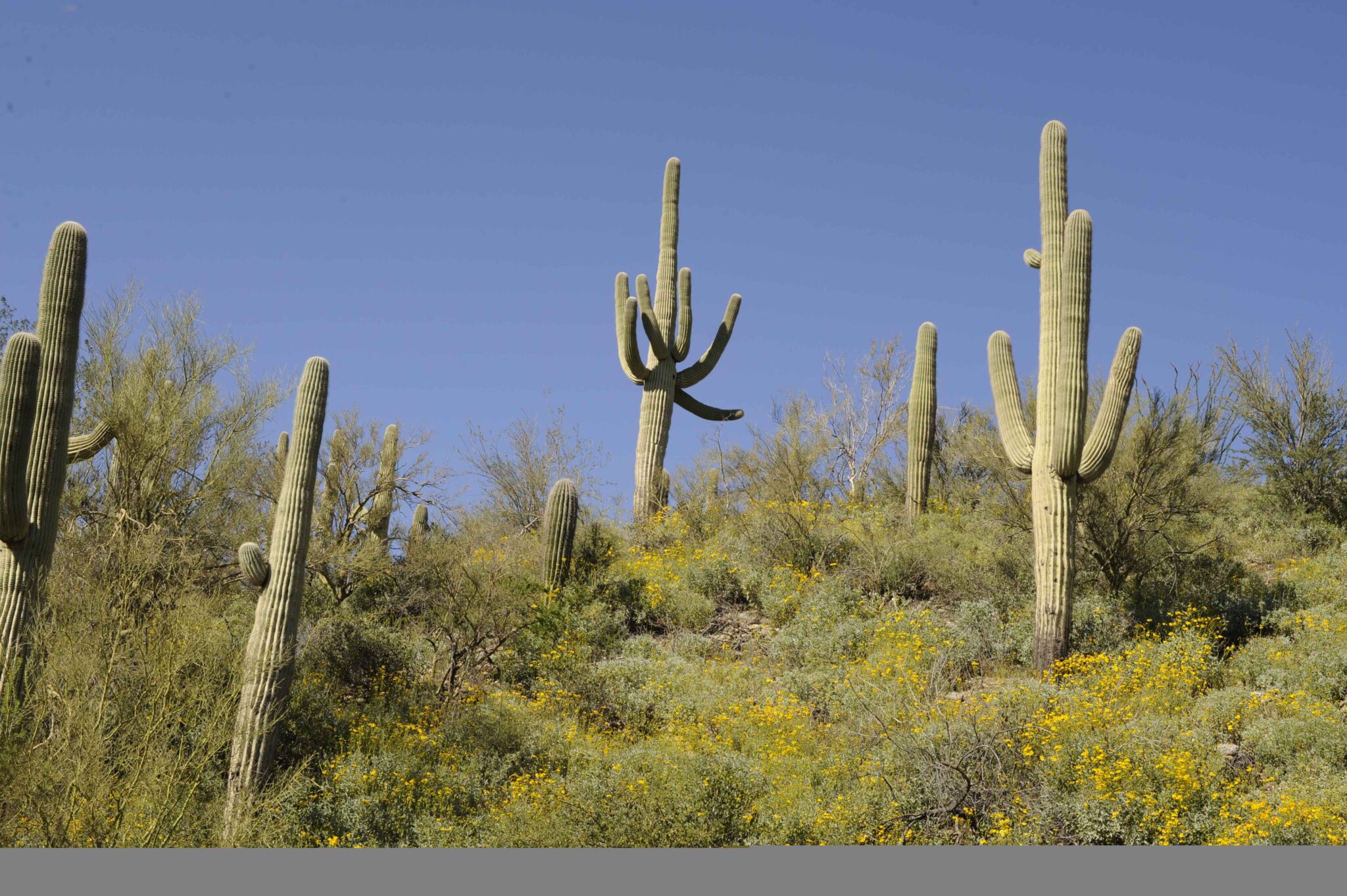 30 Interesting Cactus Facts for Kids